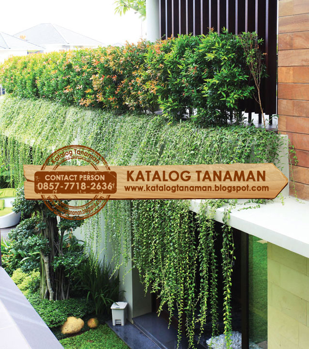 Inspirasi 21+ Tanaman Rambat Yang Tidak Merusak Dinding