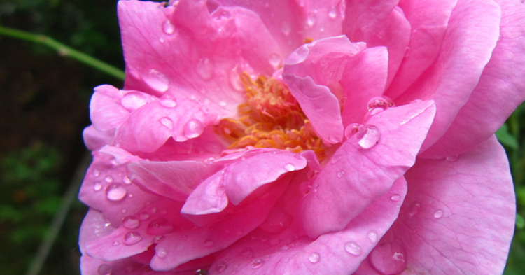 Rose Powder for Face and Skin