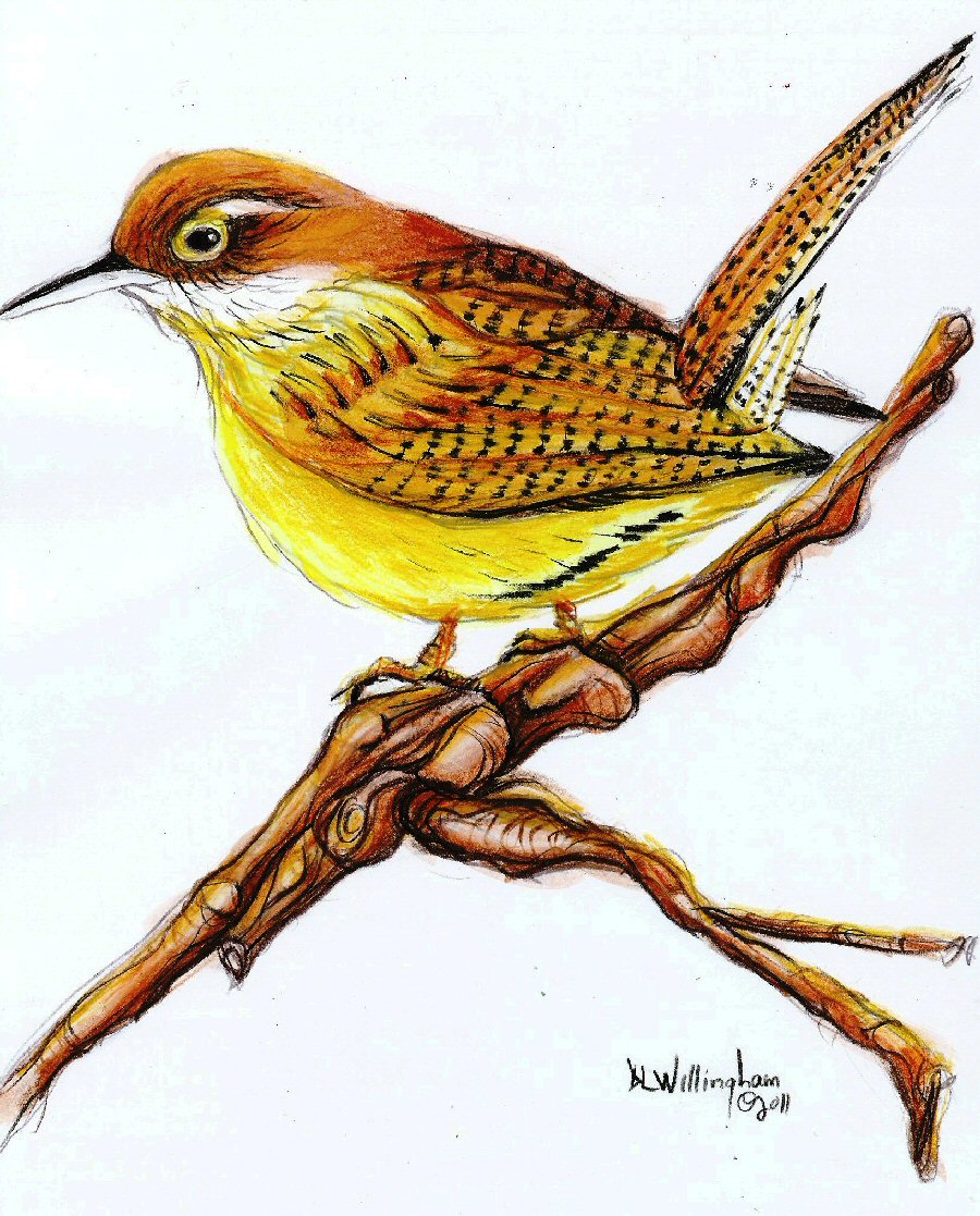 Inkwell Studios: Bird in Color