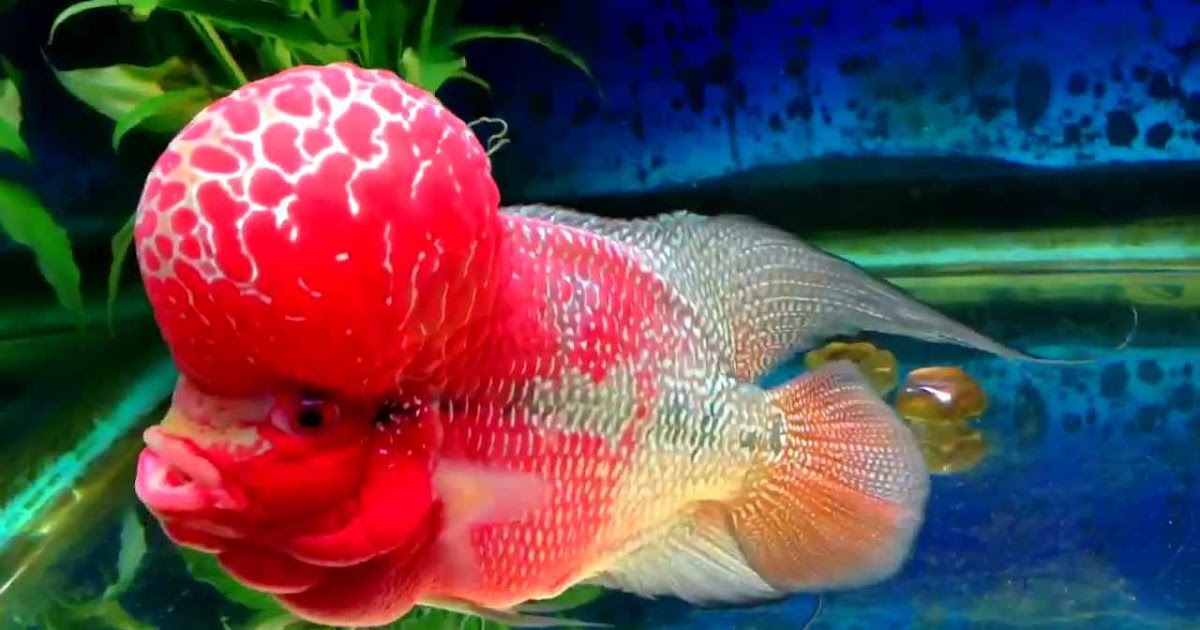 Flowerhorn Care: Enhancing The Color Of Flowerhorn