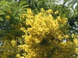 Paricá, árvore da Amazônia. A melhor espécie para a fabricação de MDF ...