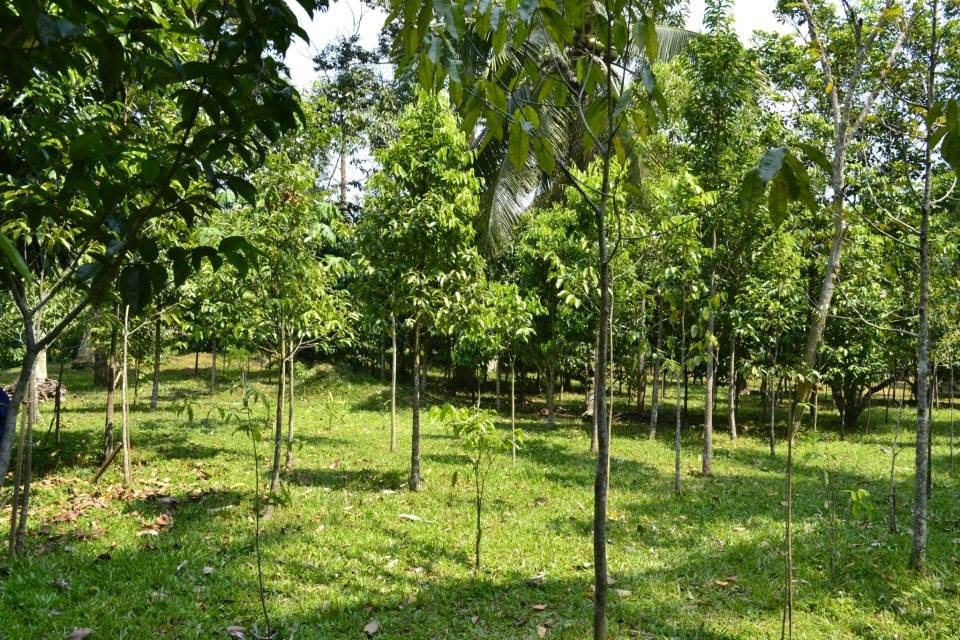 infosanjeewa: Amazing Walla patta picturs