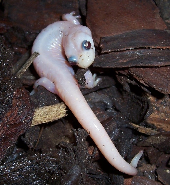 A-Z List of 125 Rare Albino Animals [Pics] - Our World Stuff