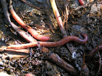 Norfolk Wildlife Trust: 100 Species, Number 5: Earthworm