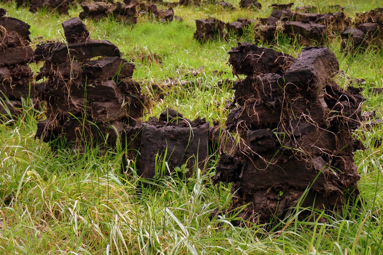 Wiesmoor-info: Das Moor