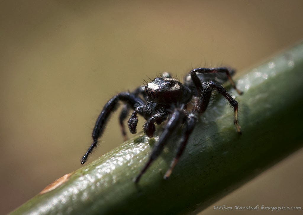 Elsen Karstad's 'Pic-A-Day Kenya': Jumping Spider- Nairobi Kenya
