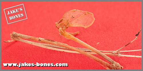 My pipistrelle bat skeleton and my first licence : Jake's Bones