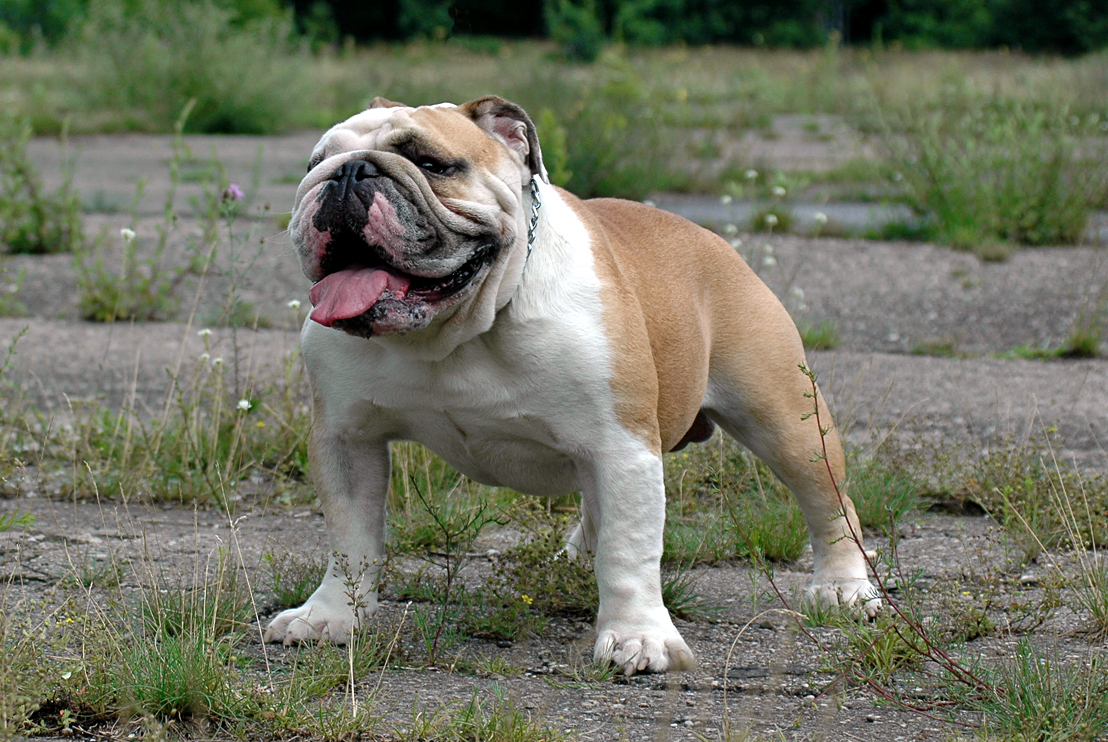 Psiaki: Buldog Angielski - wzorzec