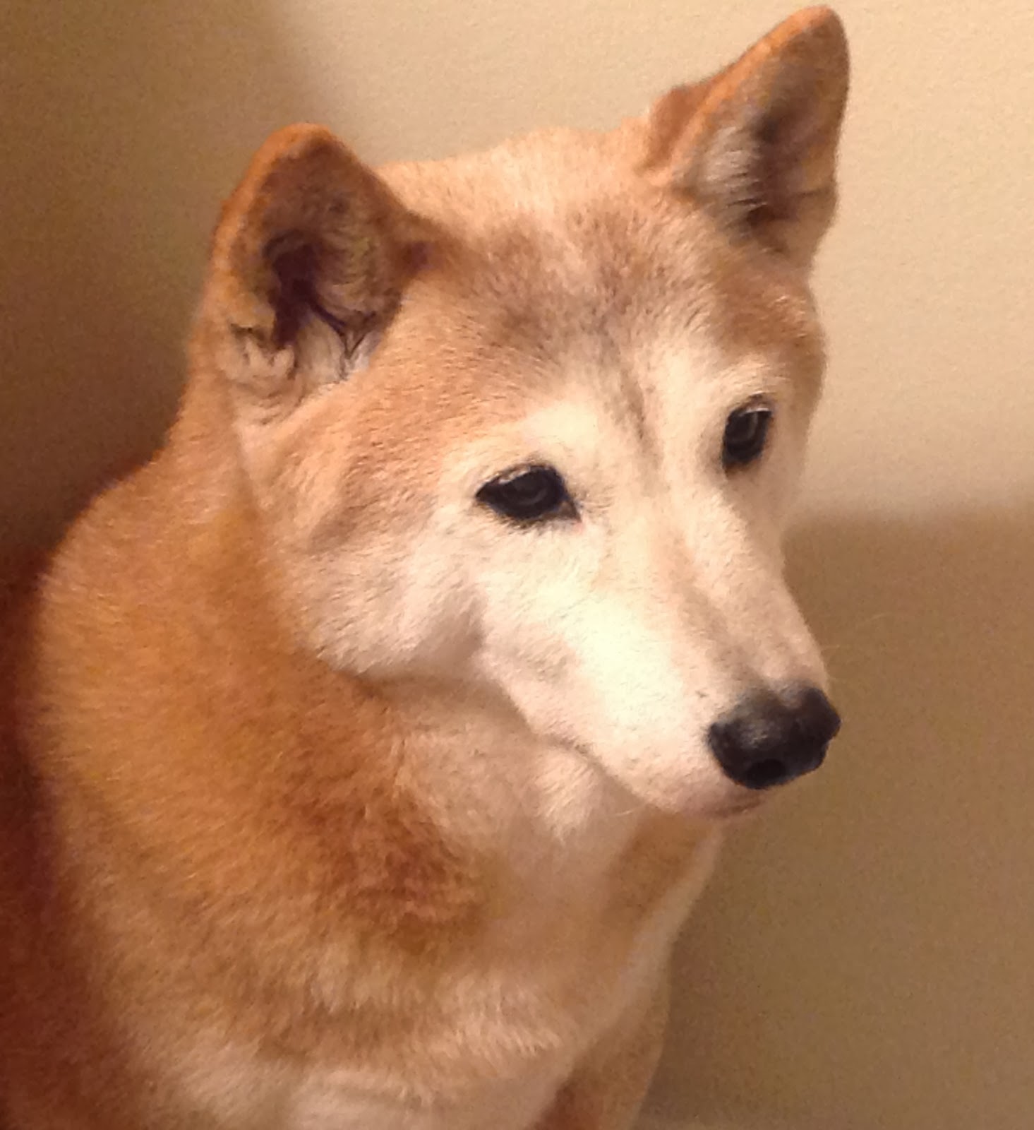 Sad Puppy Goodbye Meme