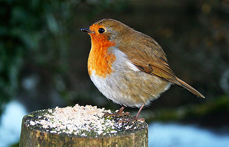 The Plural Of Hyena: Fat Birds