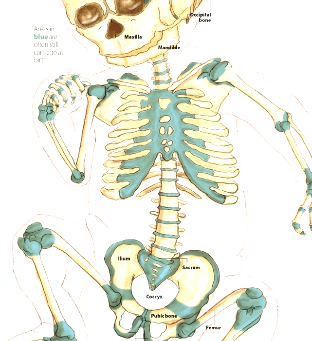 Human Skull How Many Bones In Human Skull Human Skull How Many Bones In Human Skull