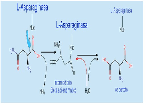 Animal Nica Med: Antineoplásicos