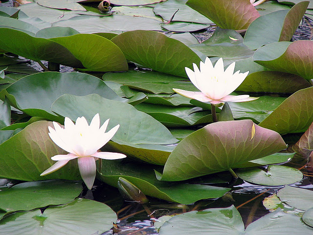 We love Our Bangladesh: White water Lily or Sada Shapla is the national ...