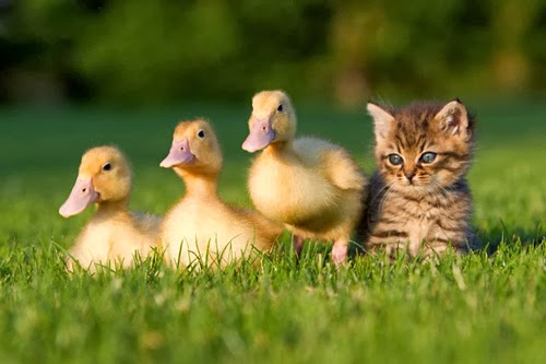 Cat & Duck Child