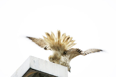 Nature Works Photography: Immature silver/white phase female gyrfalcon