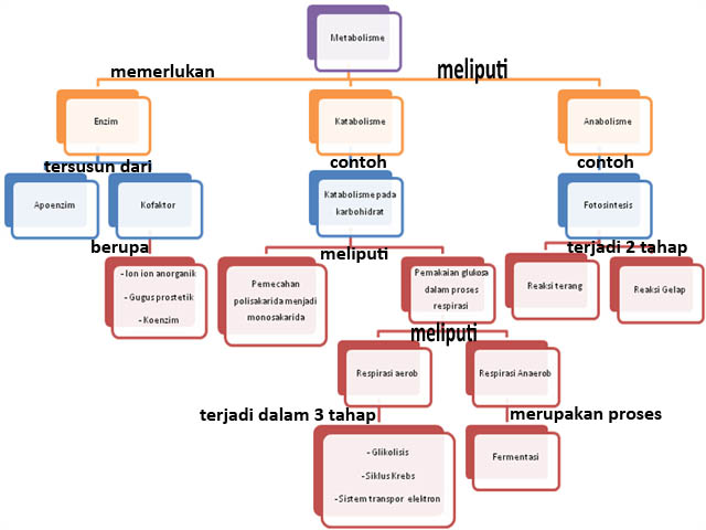 Metabolisme | Let's Learn Biology