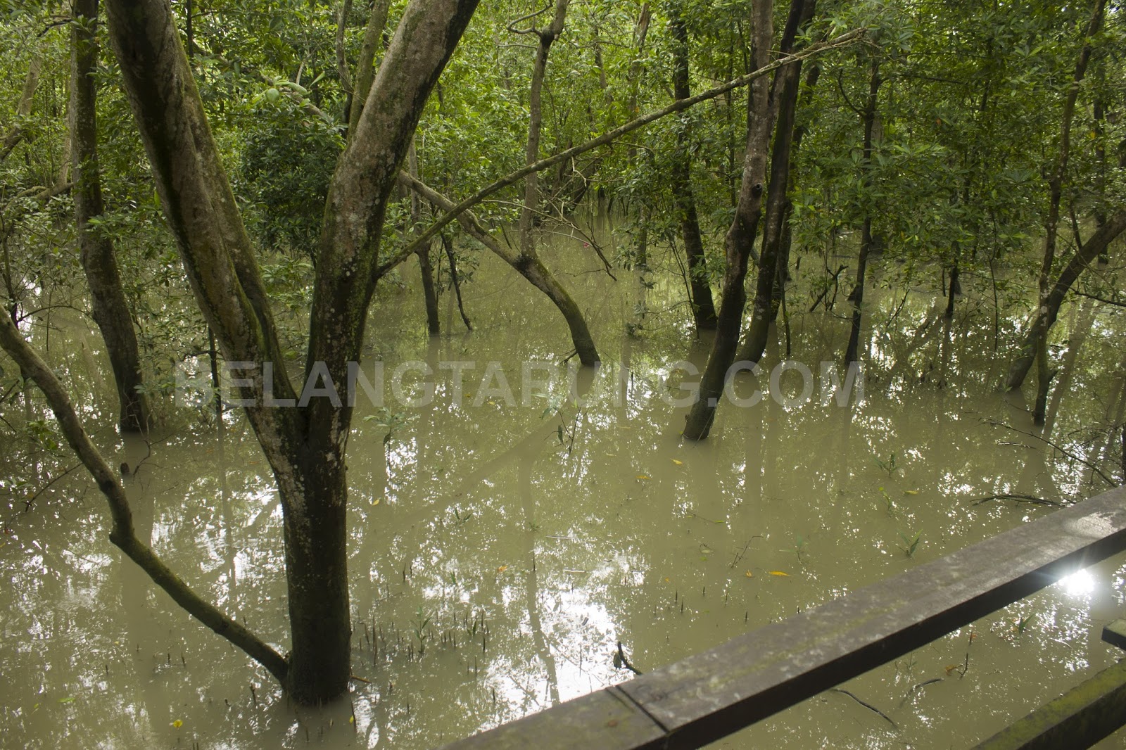 Pengalaman Aktiviti 'Trekking' di Taman Rekreasi Paya Bakau Sijangkang