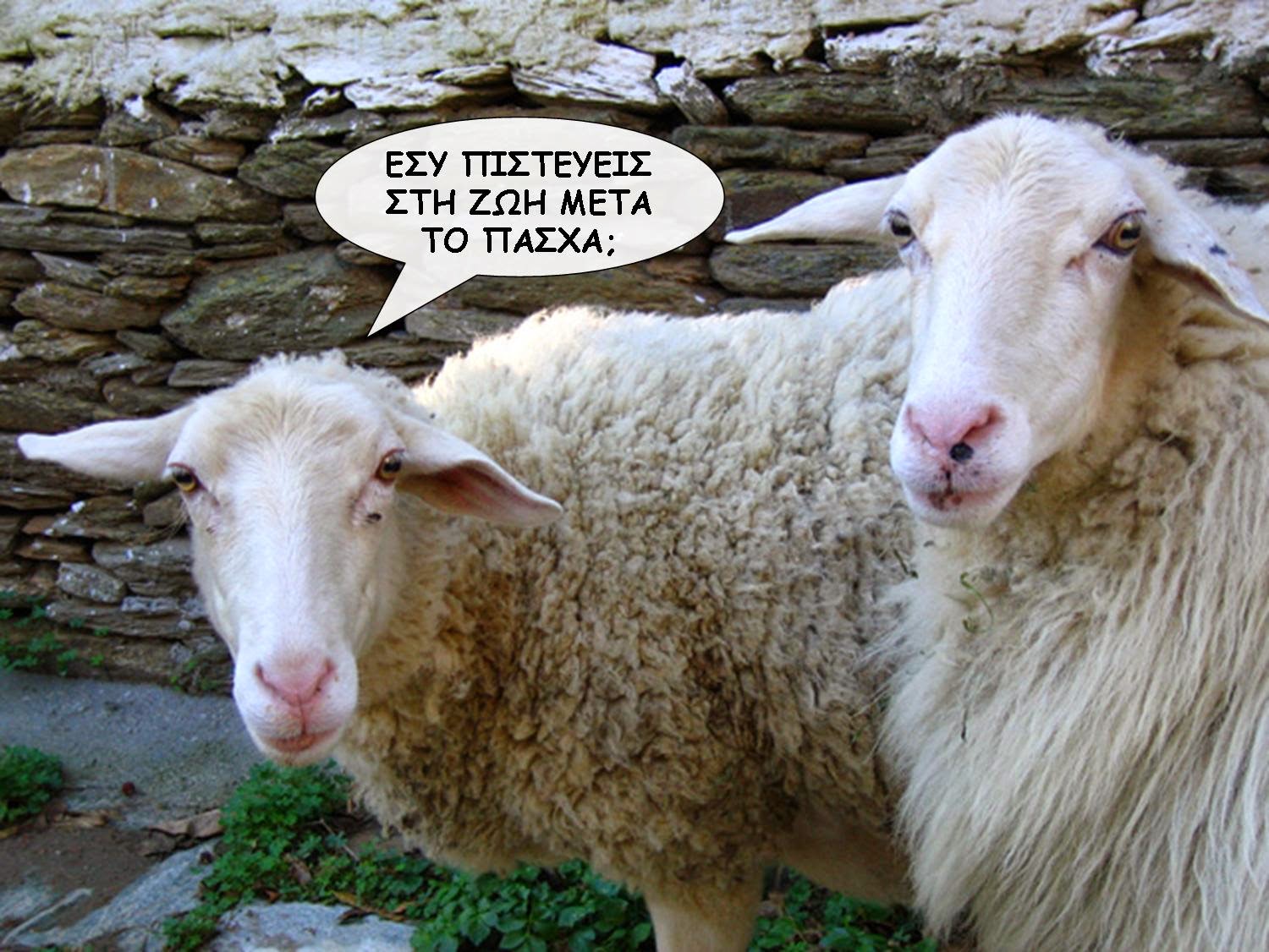 ΕΠΤΑΝΗΣΙΑΚΑ: ΤΟ ΑΡΝΙ ΞΑΝΑΣΤΑΥΡΩΝΕΤΑΙ