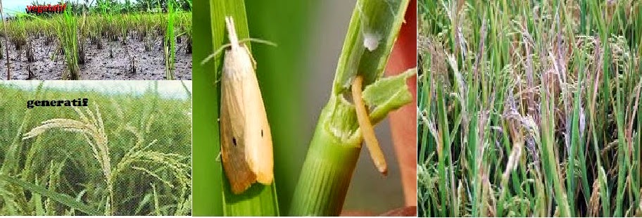 dunia tani: HAMA PENGGEREK BATANG / SUNDEP / BELUK