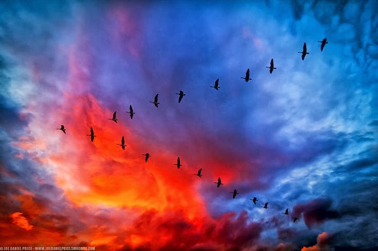 Streams 'N Stirrings: The Sense of a Goose!