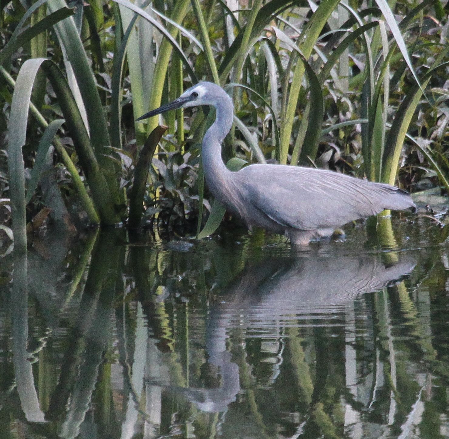 Richard Waring's Birds of Australia: just for a change, some Victorian ...