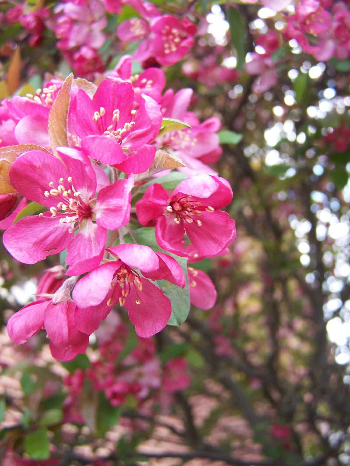 Design to Grow: My Favorite Flowering Trees