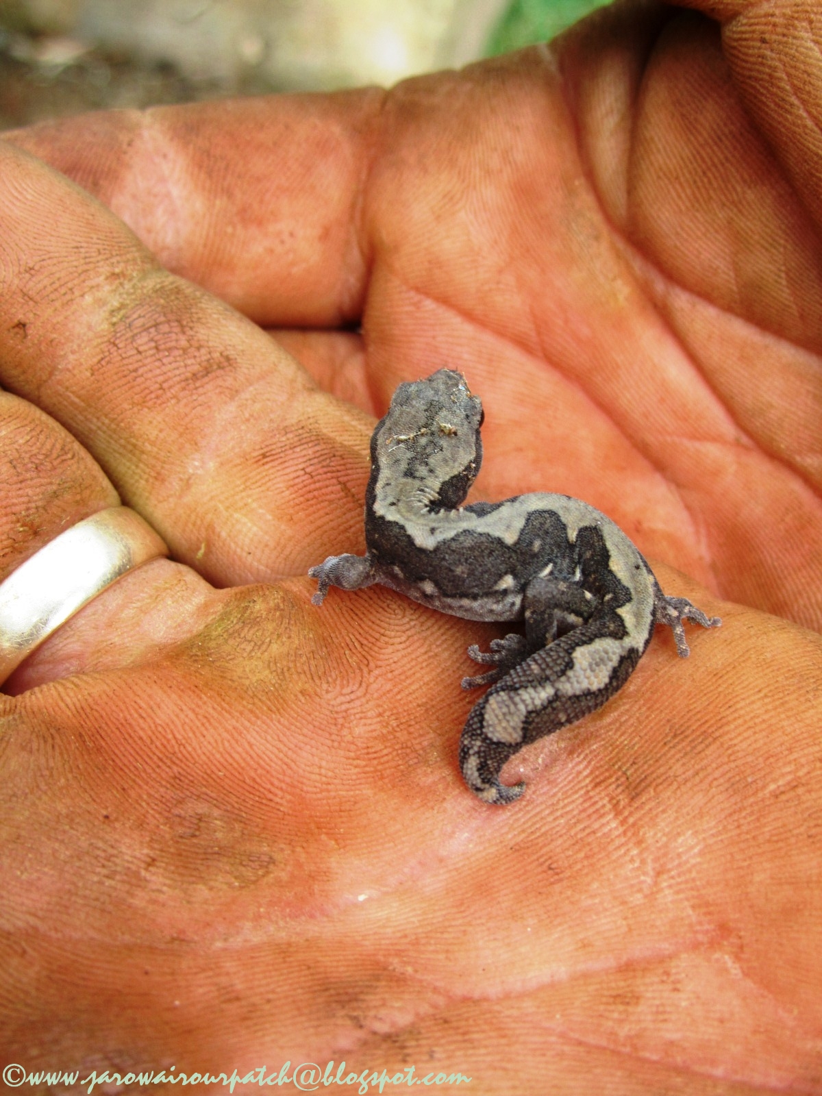 Stone Gecko (Diplodactylus vittatus) 11/12/11