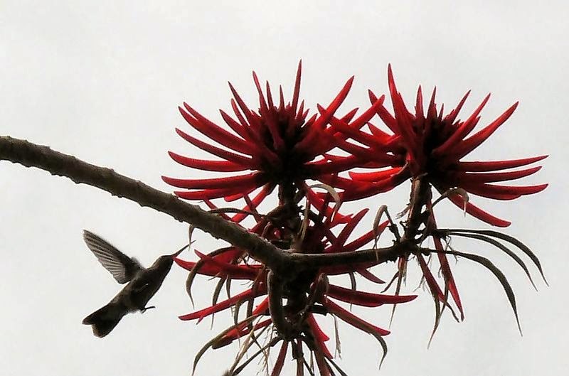 parquealamillo-encinarosa: Erythrina americana / Colorín / Cáscada de ...