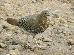 Habitats of birds: National Bird in Sri Lanka