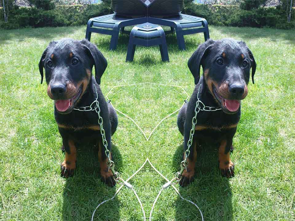 Cute Pictures of Beauceron Puppies