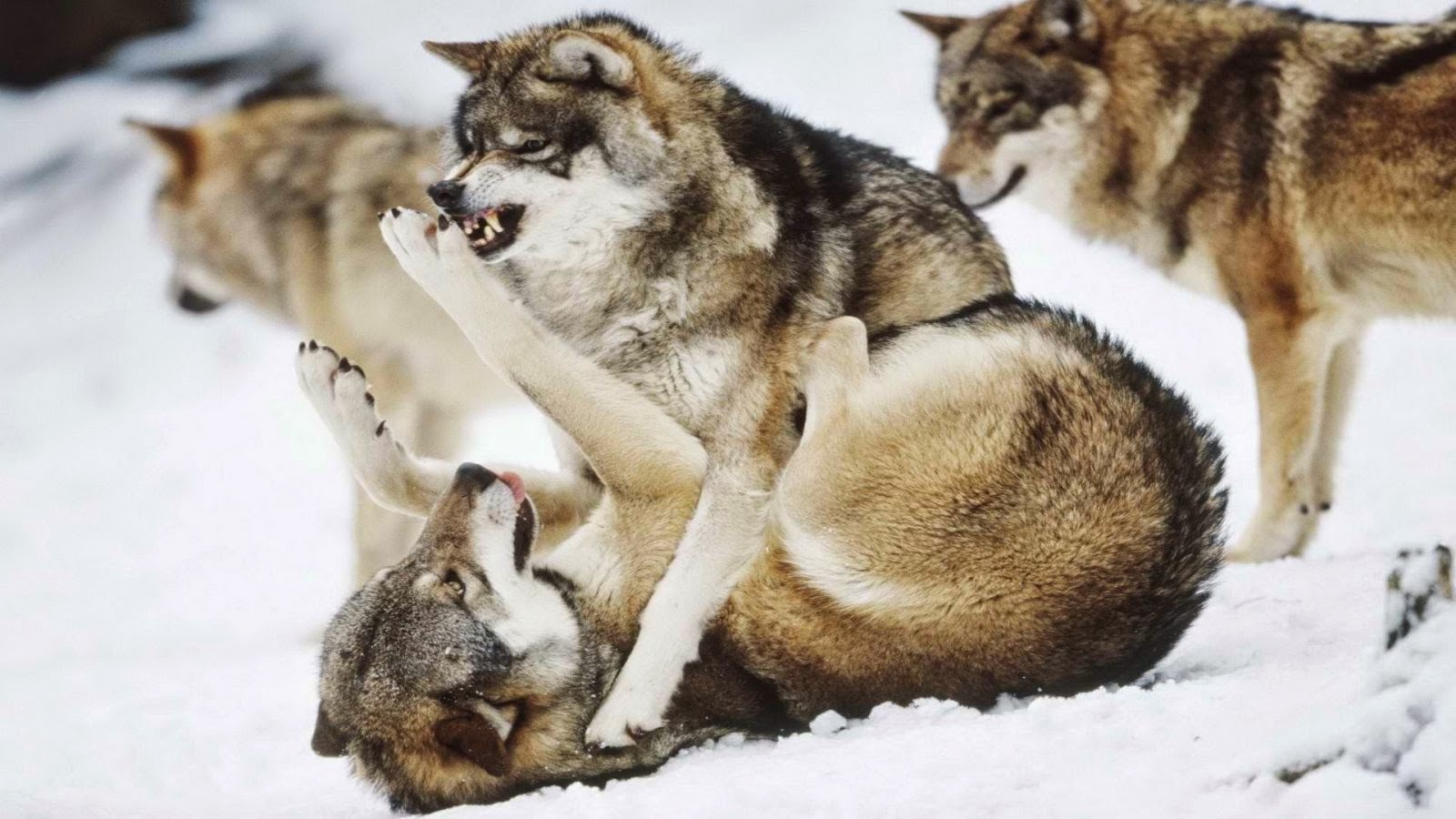 MÁGICA NATURALEZA: LOBOS