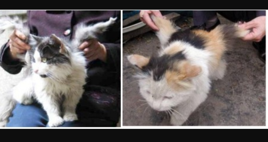 GATOS ALADOS! Os Incríveis Gatos com ASAS