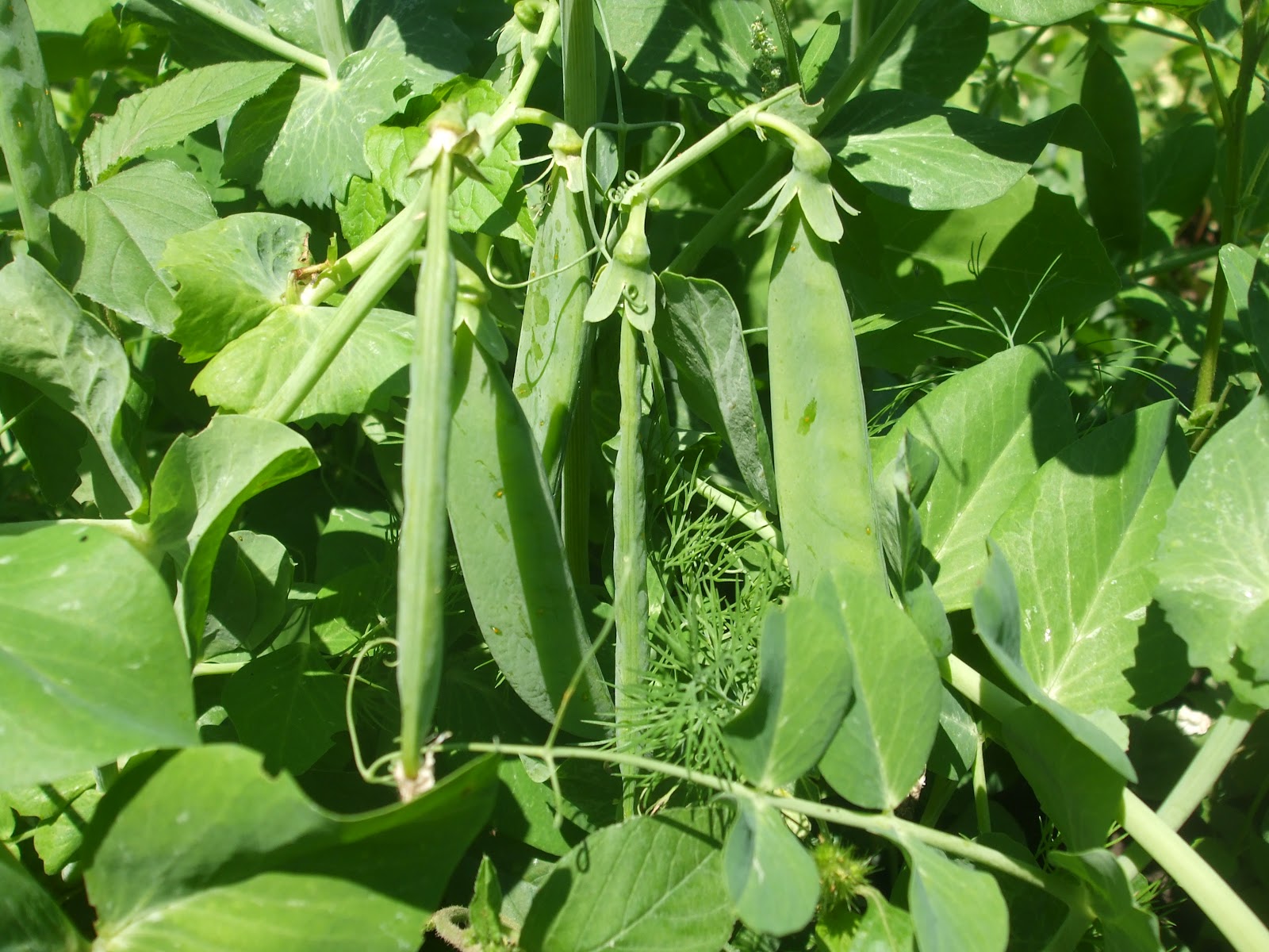 dulceața de acasă: Din bogatia naturii - MAZAREA VERDE