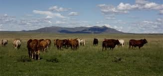 zimbabwe-economics: Cattle as Capital