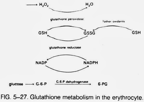 Biochemistry Class notes: RBC Metabolism (Part 2) : Mechanisms of ...