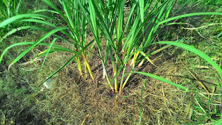 Tanam tebu di pinggir bibir : Teknik menanam tebu