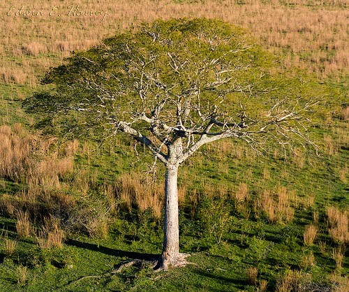 Cultura Guaraní: LEYENDA DEL TIMBÓ. Guaraní.