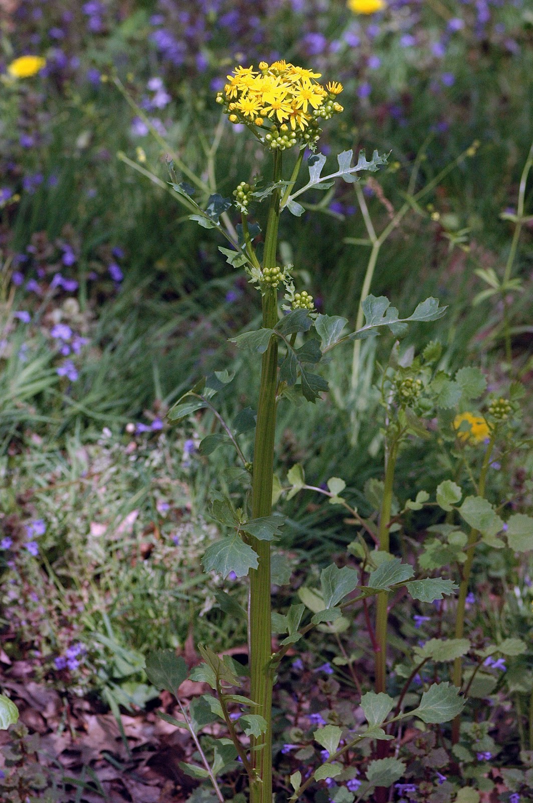 Field Biology in Southeastern Ohio: Get Aboard The May-flower
