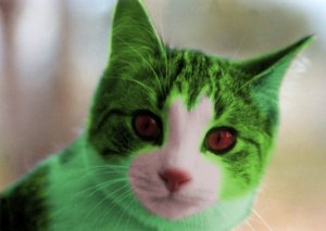 SAN FRANCISCO: Tengo un gato verde