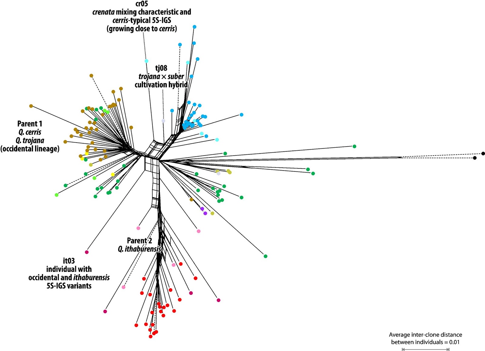 The Genealogical World of Phylogenetic Networks: Reticulation at its ...