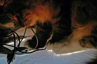 Preventing Cats from Chewing Electrical Cords