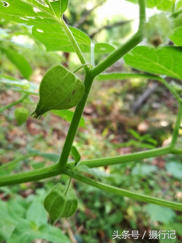 新/马草药自然医学: 灯笼草~(黄姑娘)功效与作用. Traditionally use of Golden Berry~ (Physalis ...