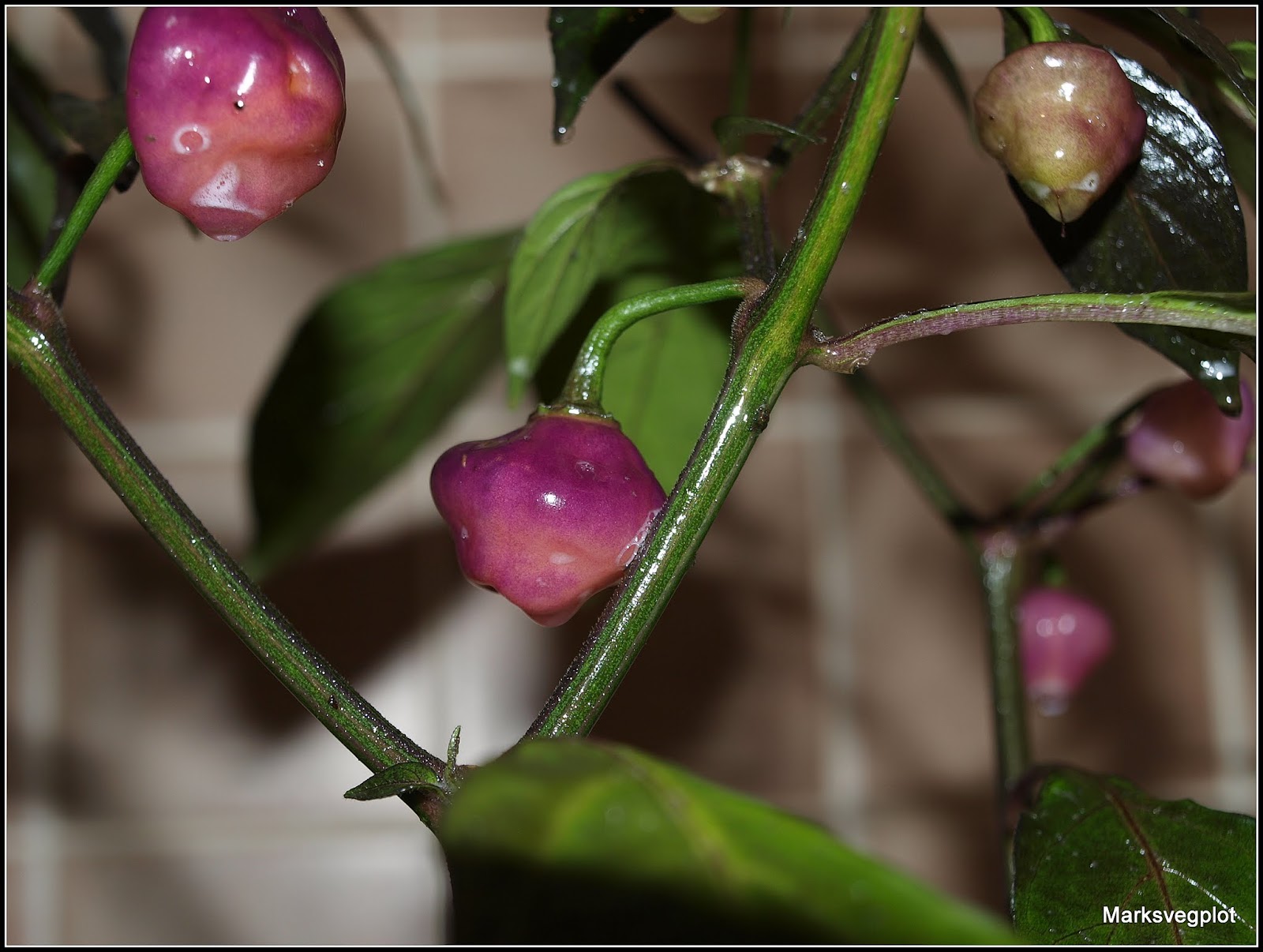 Mark's Veg Plot: End-of-season Chillis