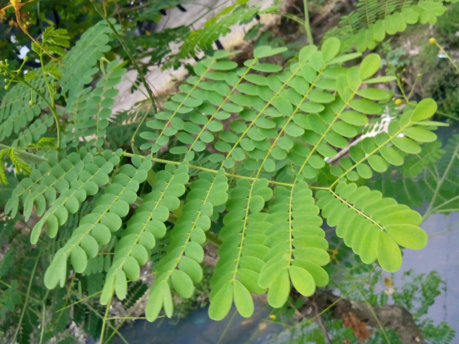 11+ Contoh Gambar Bunga Merak Terbaru - Informasi Seputar Tanaman Hias