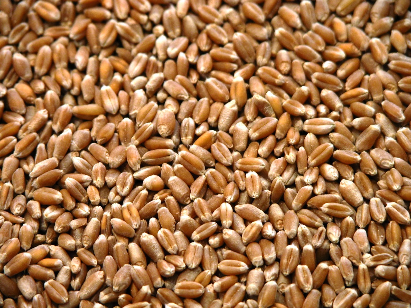 Living Prepared ---: The Family Grain Mill*