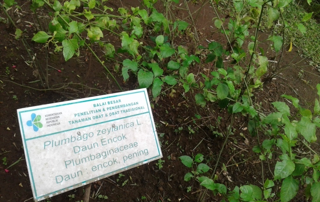 Nama-nama Simplisia 1 - Farmakognosi Simplisia