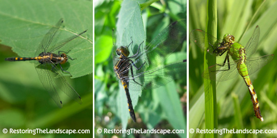 Restoring The Landscape With Native Plants: Insect Diversity ...