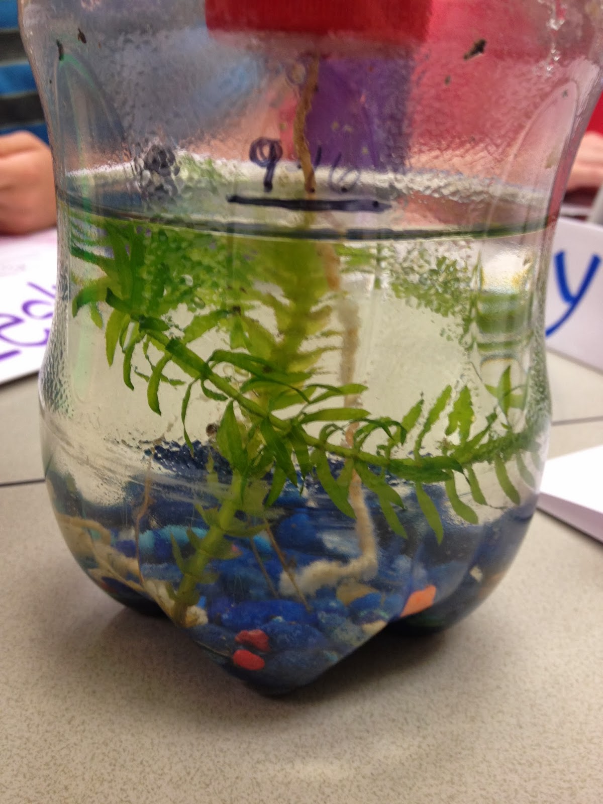 Ecosystem in a Bottle