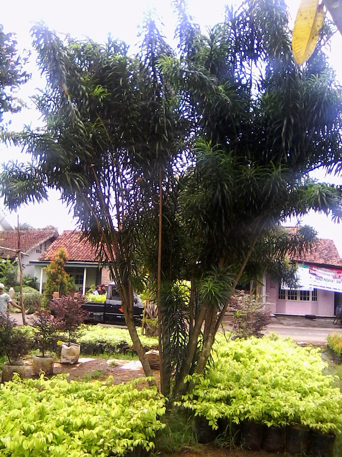 gambar tanaman suji belut | Directory Tanaman | Nama Dan Gambar