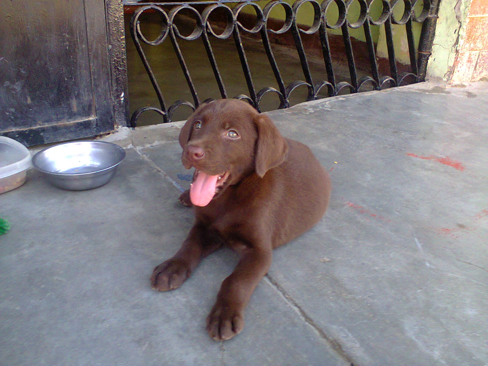 LABRADOR